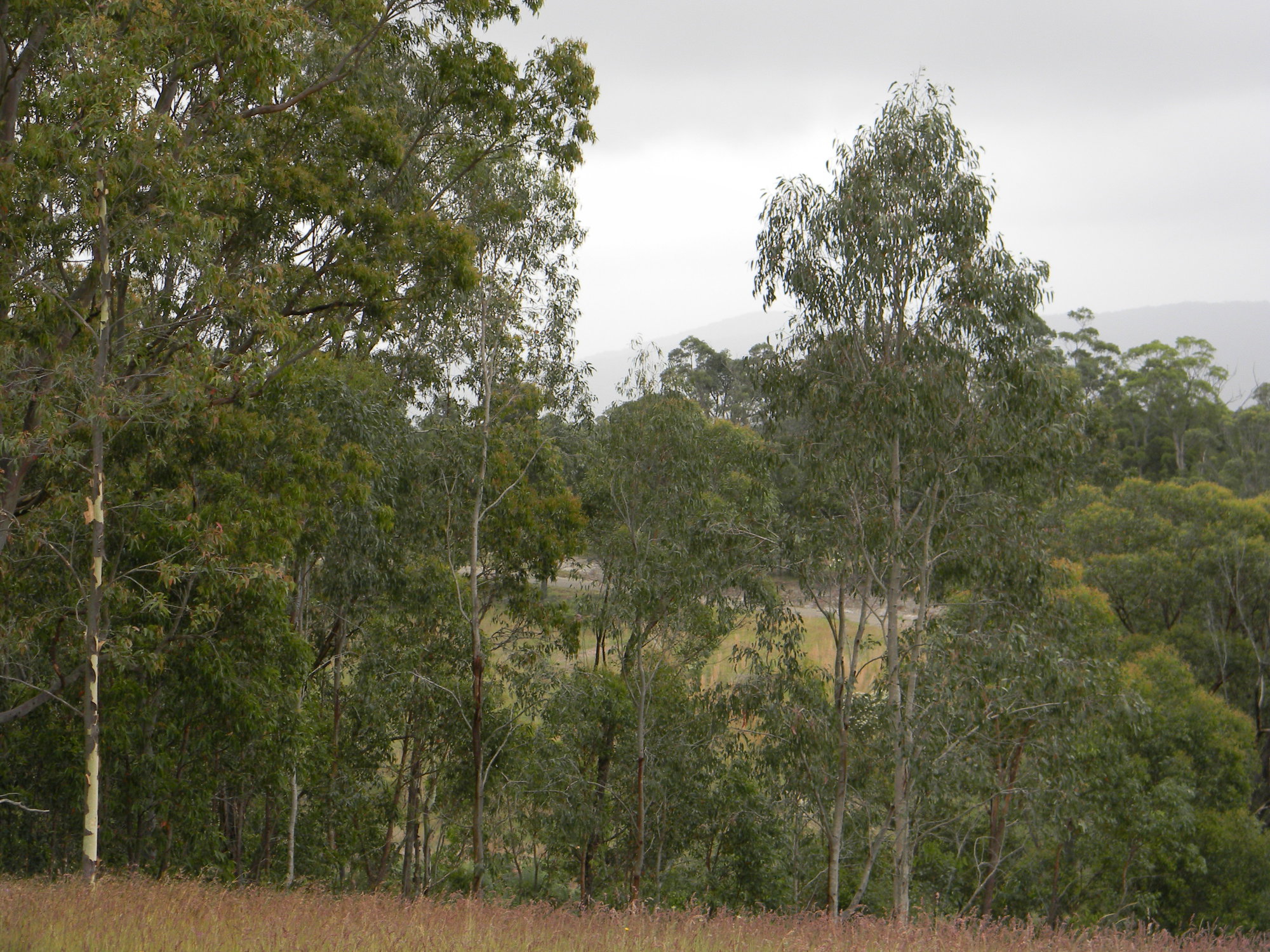 Site of Northern (Rhondda) Colliery, NSW, Australia | Living Histories