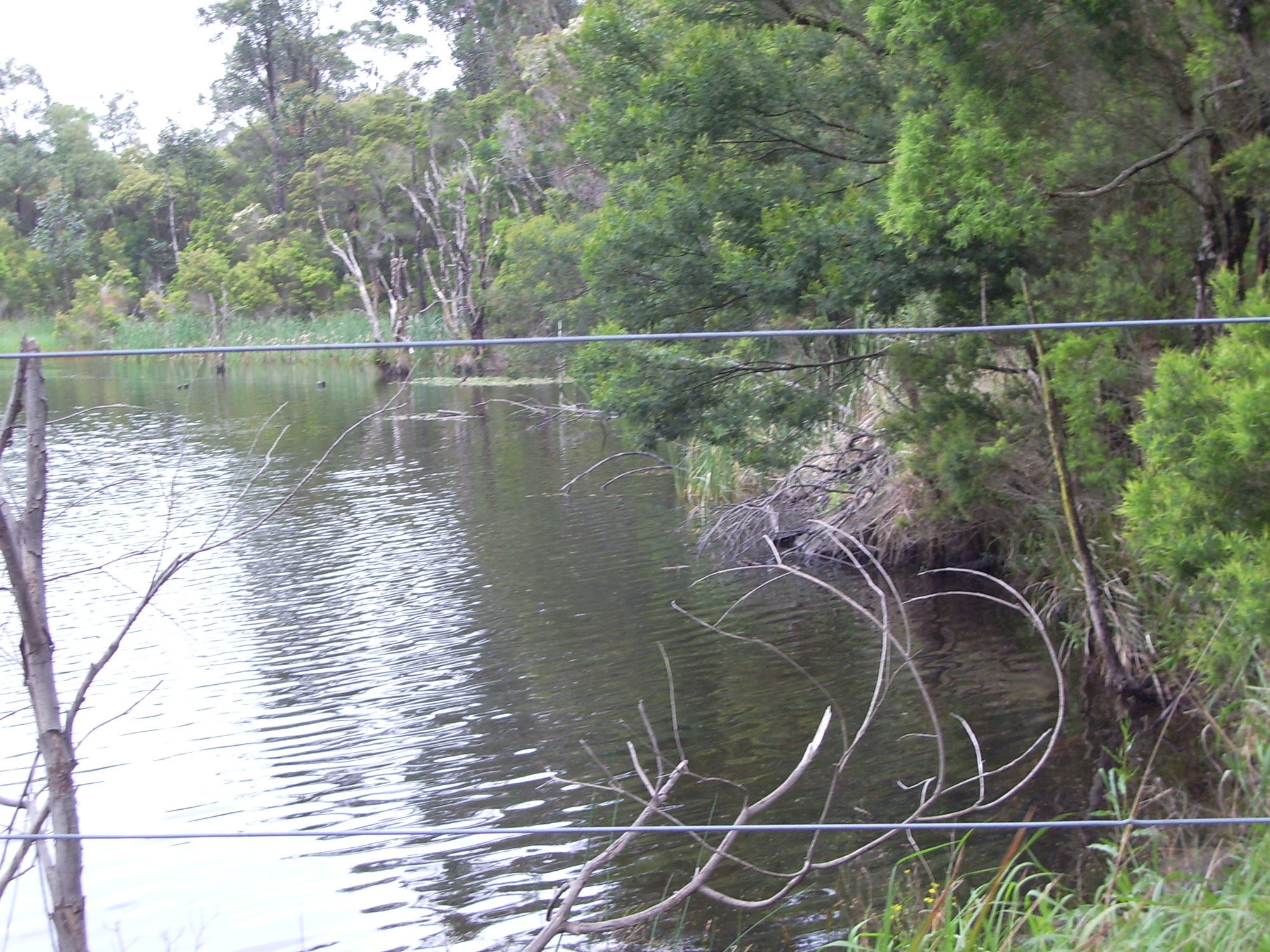 Dam at the site of Northern (Rhondda) Colliery, NSW, Australia | Living ...