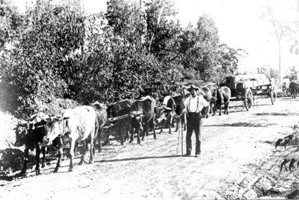 Bullocky with bullock team hauling timber, NSW Central Coast area, [n.d ...