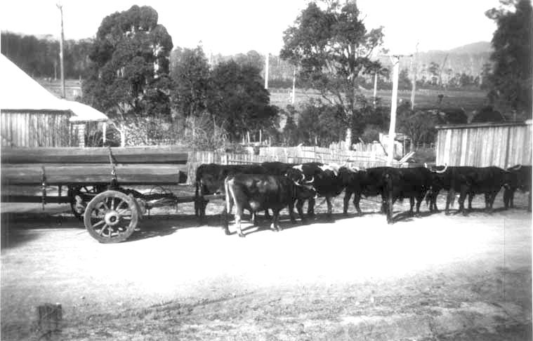 Bullock team hauling timber, NSW Central Coast area, [n.d.] | Living ...