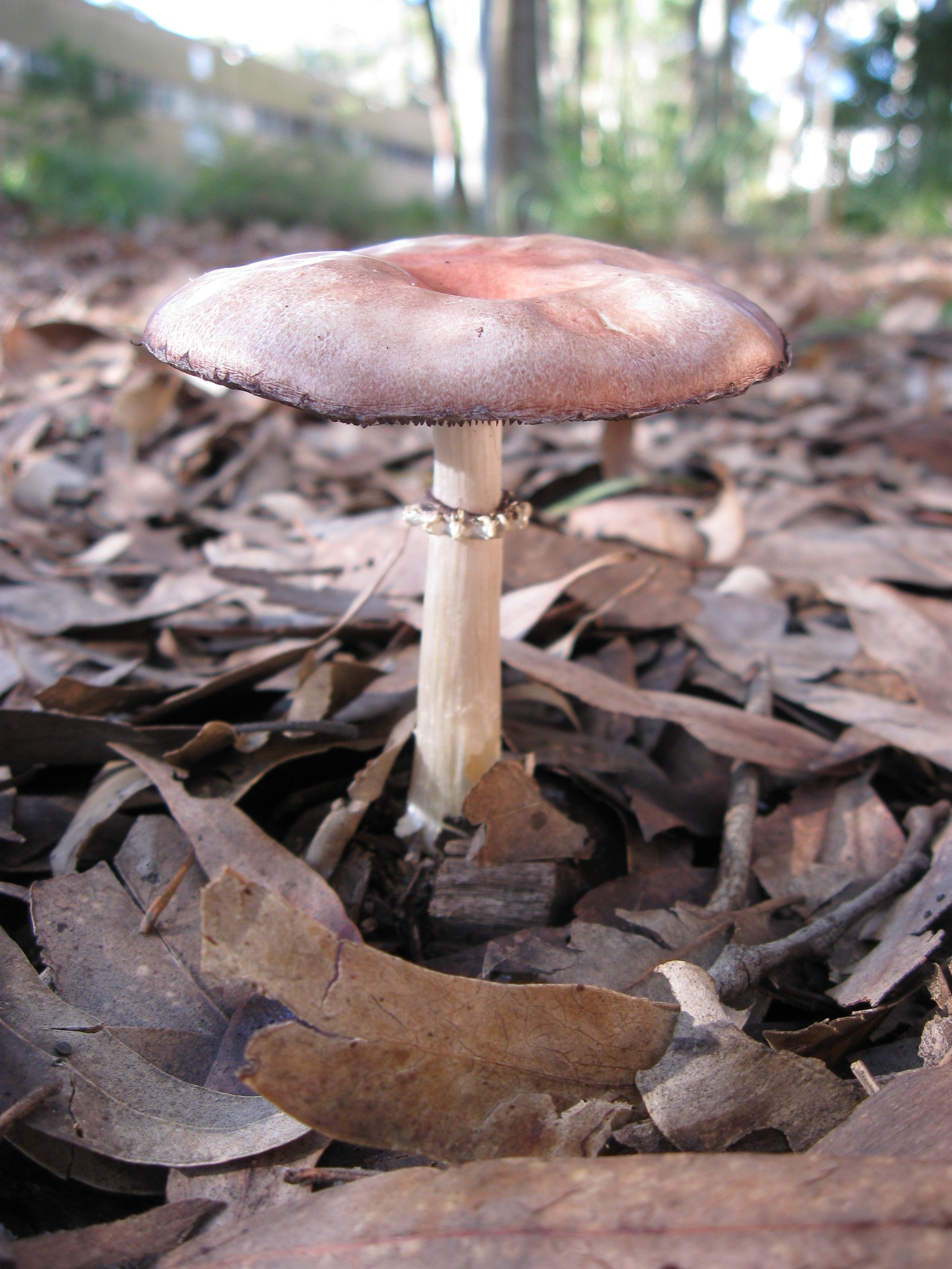King Stropharia / Garden Giant / Wine Cap / Burgundy Mushroom ...