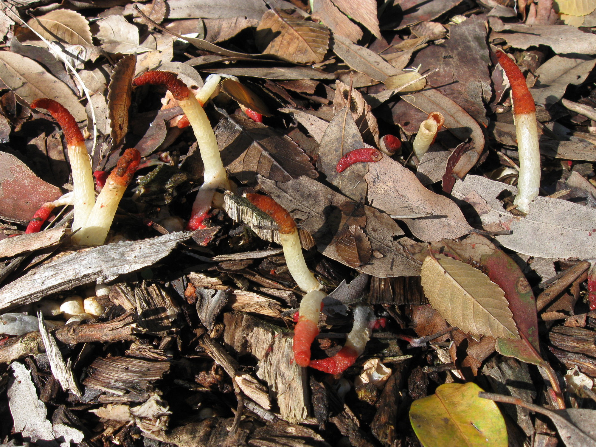 Mutinus boninensis (no common name recorded) | Living Histories