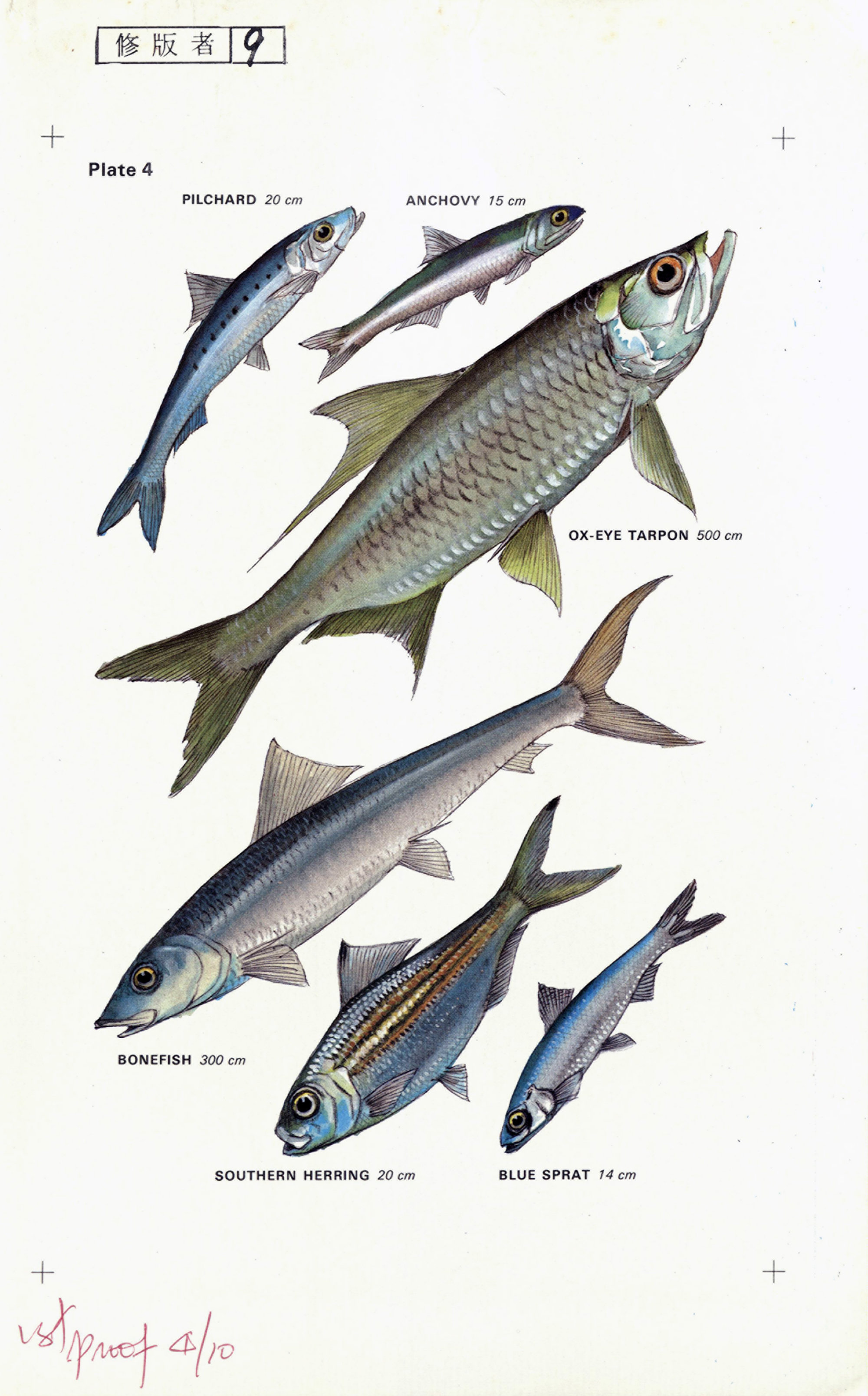 Field guide to the common sea & estuary fishes of non-tropical ...
