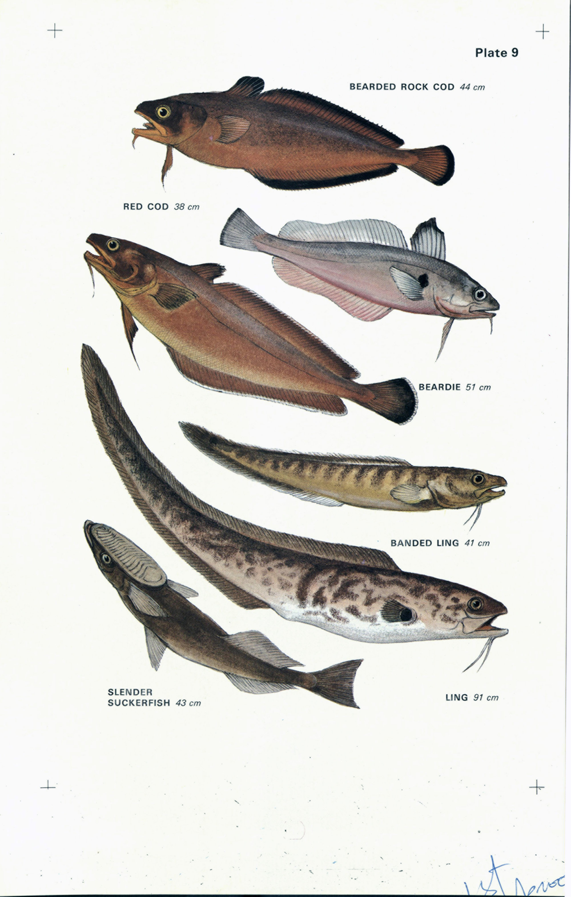 Field guide to the common sea & estuary fishes of non-tropical ...