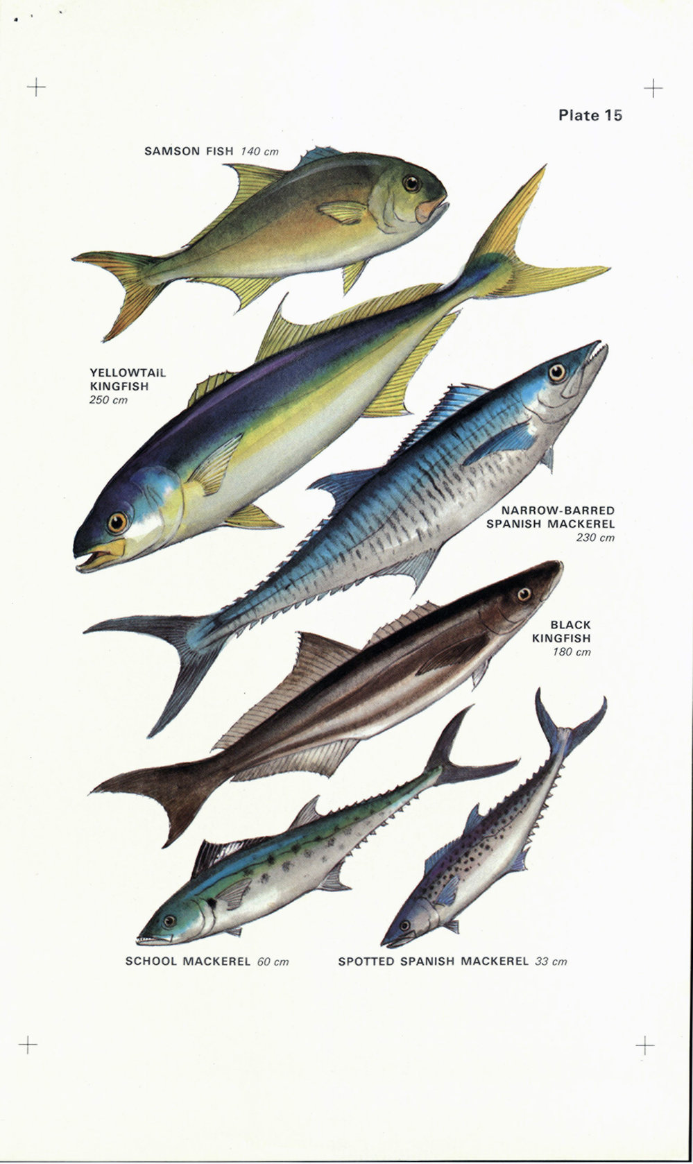 Field guide to the common sea & estuary fishes of non-tropical ...