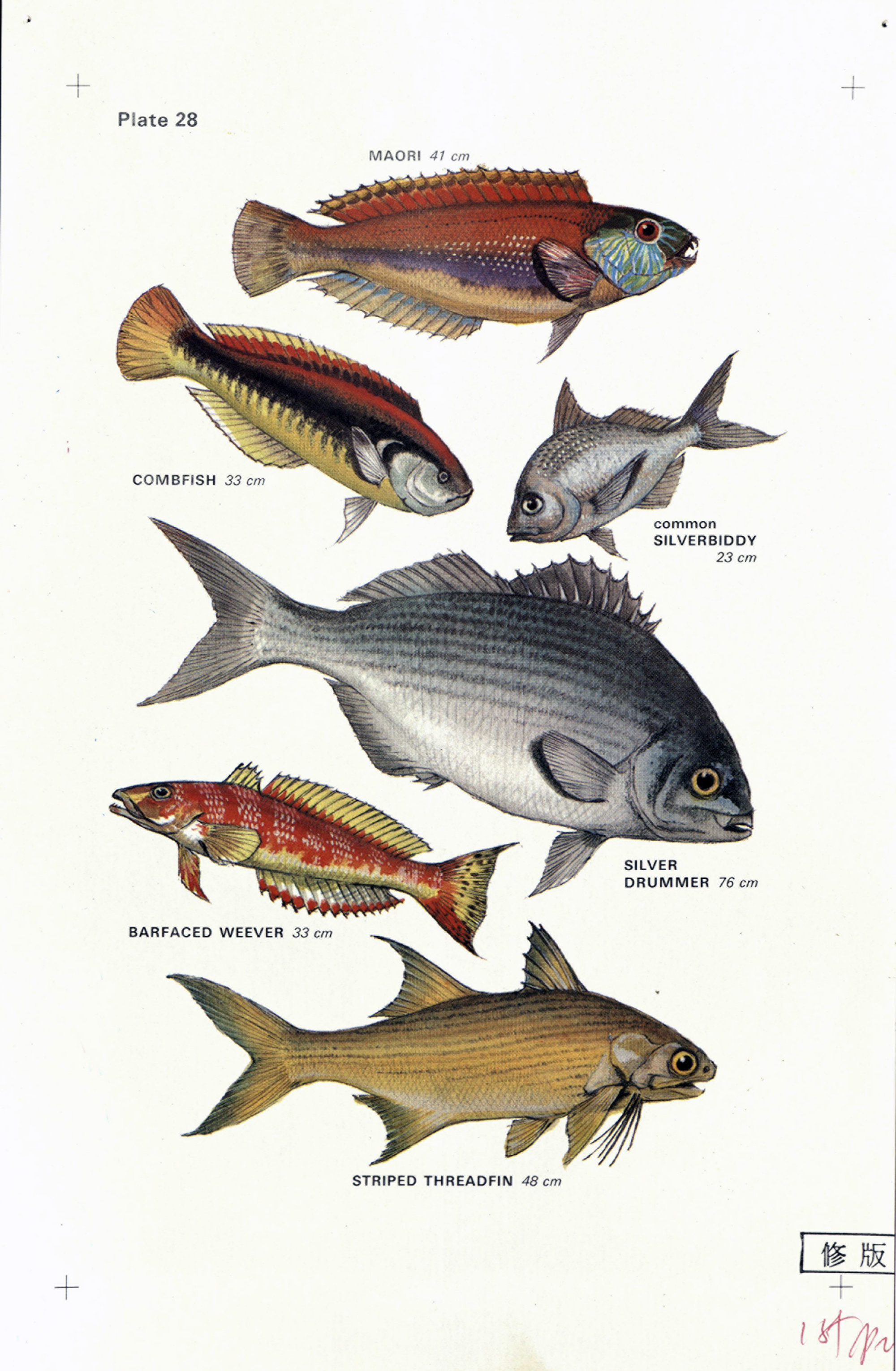 Estuary Fish