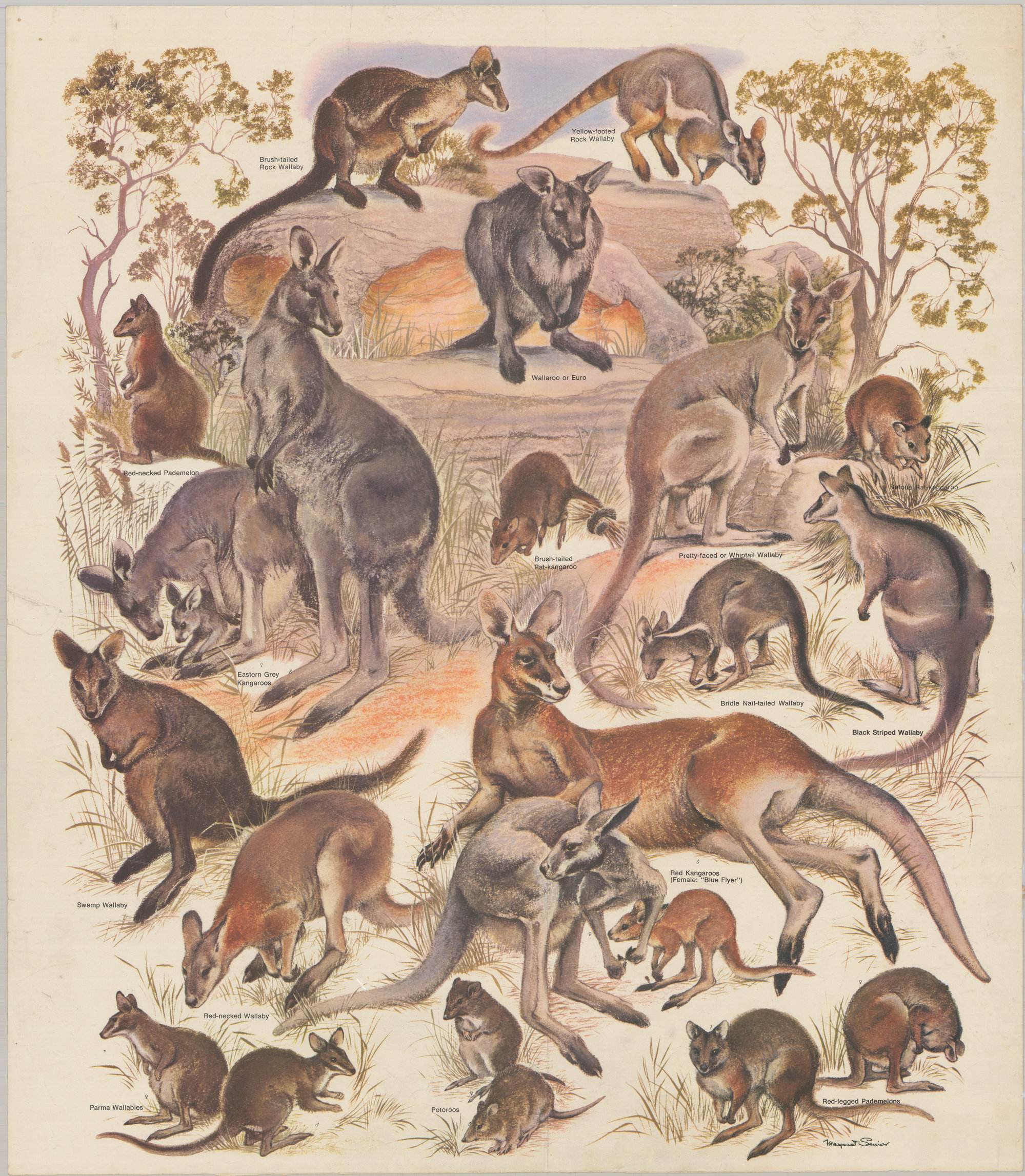 Untitled (Macropods) | Living Histories