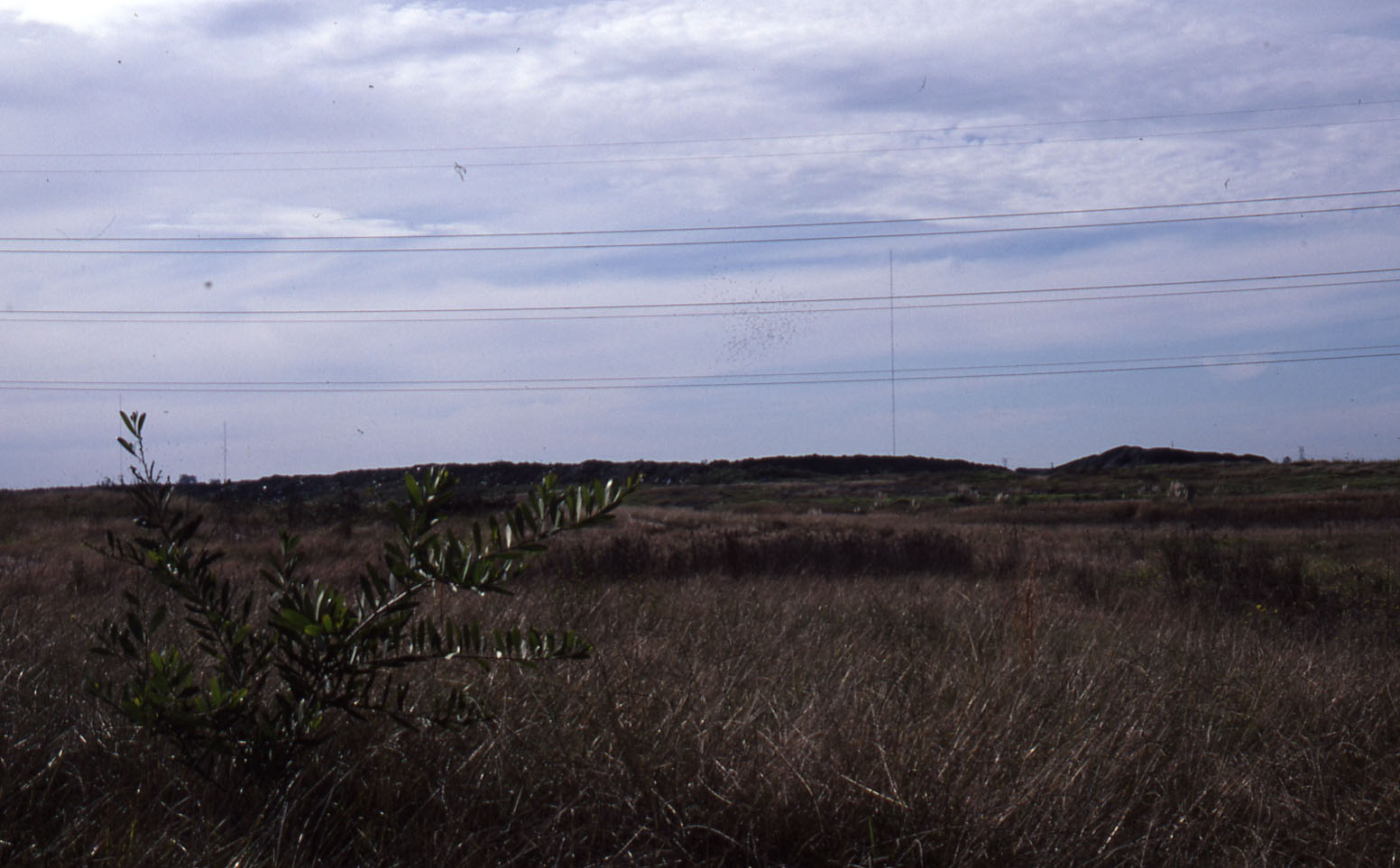 Landscape, Shortland Wetlands, NSW, 1986 | Living Histories