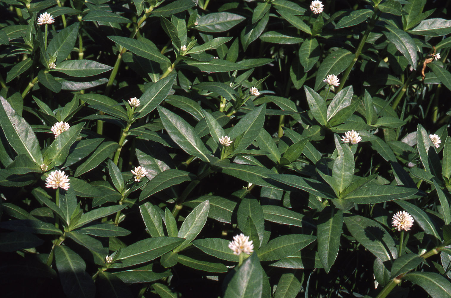 Alligator Weed, Triglochin Swamp, (Water Ribbon Pond), Hunter Wetlands ...