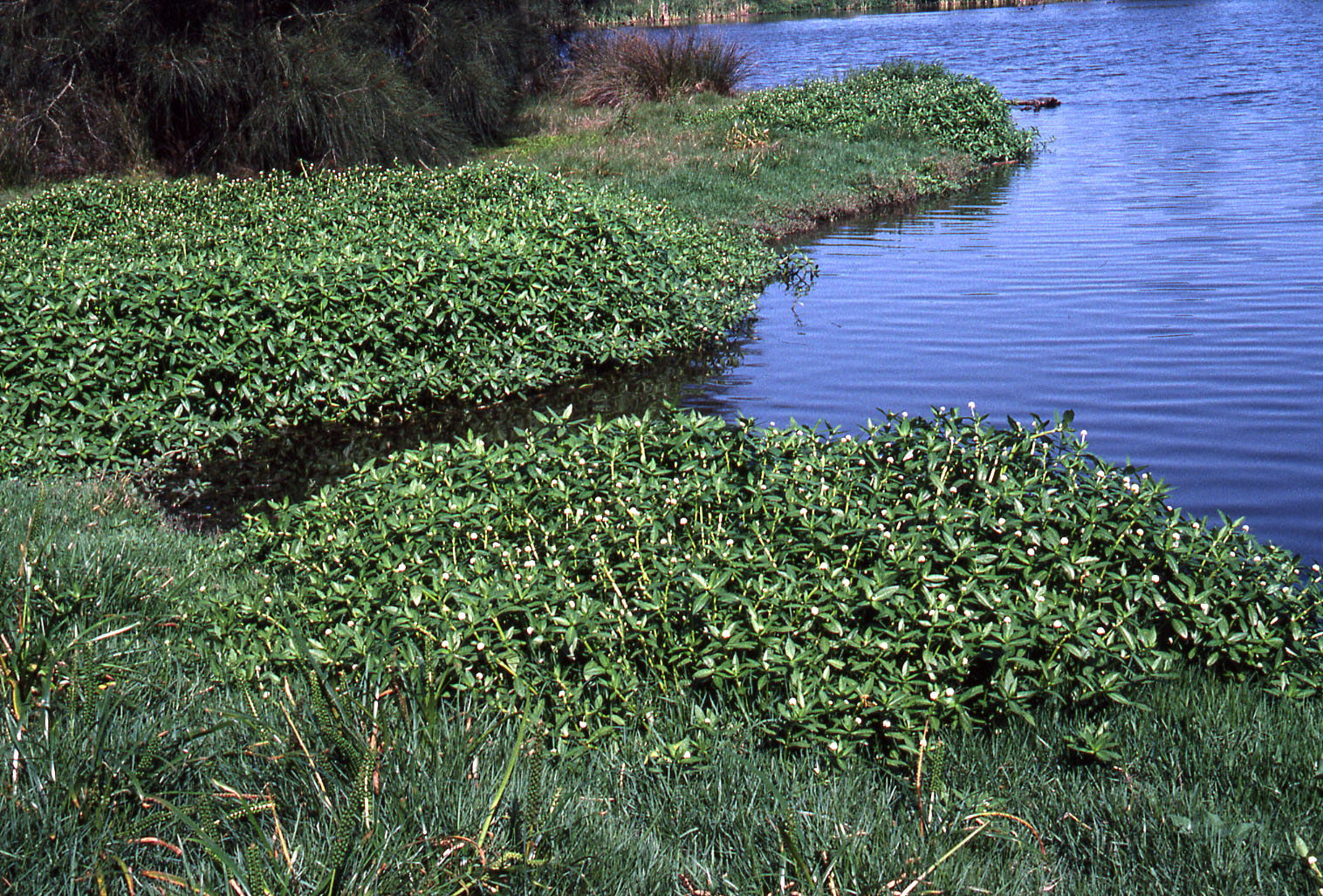 Alligator Weed, Triglochin Swamp, (Water Ribbon), Hunter Wetlands ...