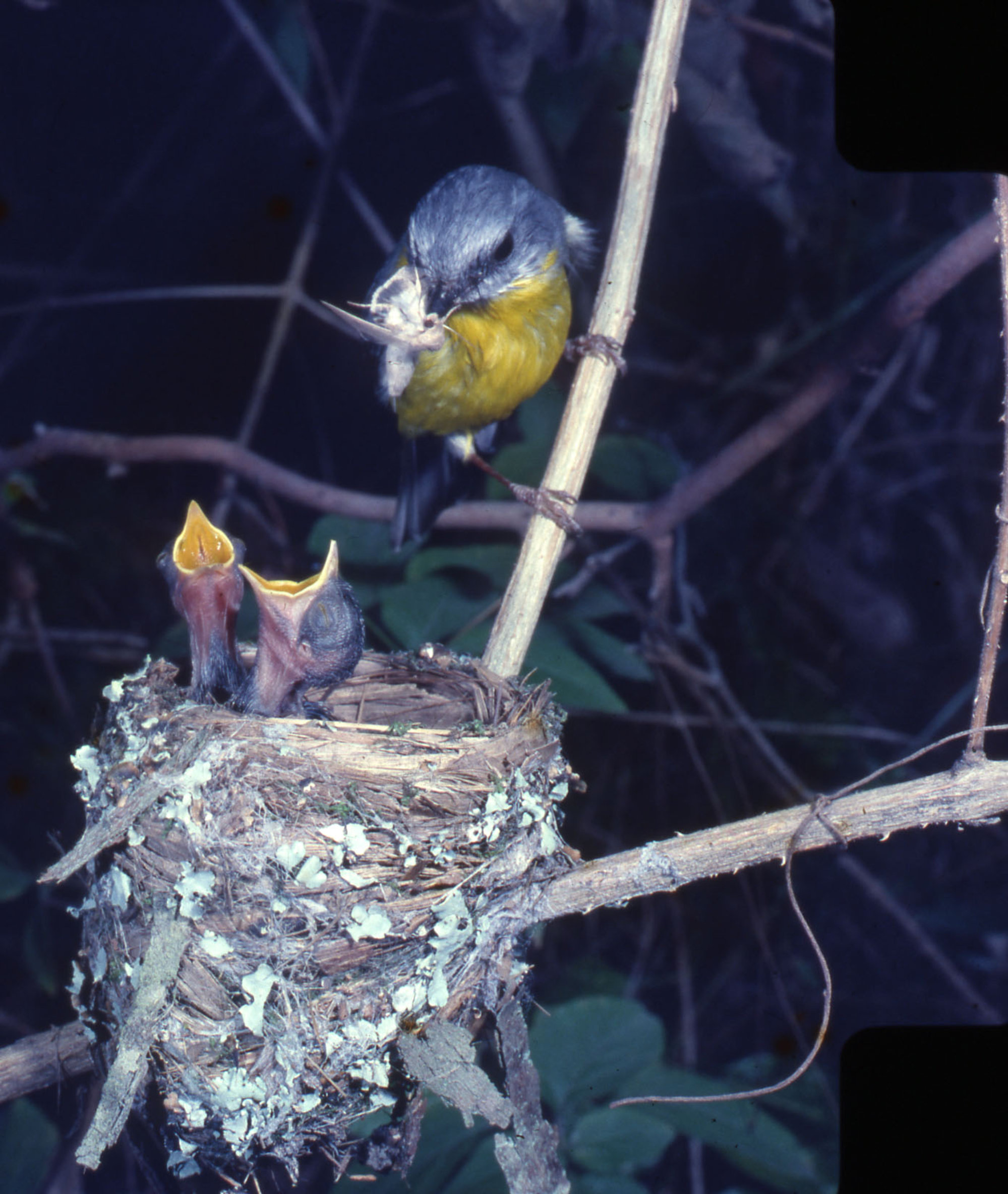 Eastern Yellow Robin, nesting, with chicks, Shortland Wetlands, NSW ...