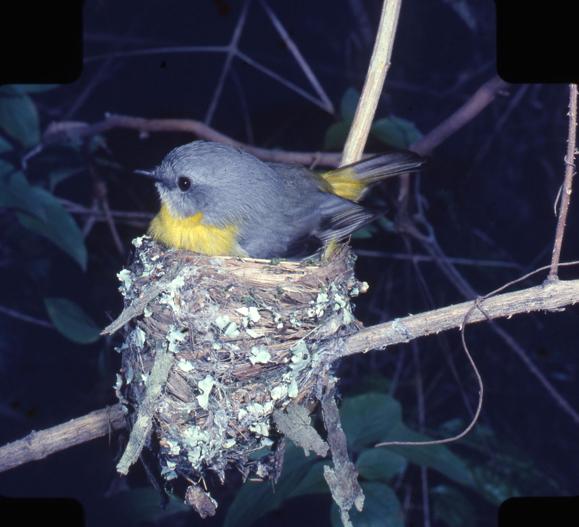 Eastern Yellow Robin, nesting, Shortland Wetlands, NSW,1985-2004 ...