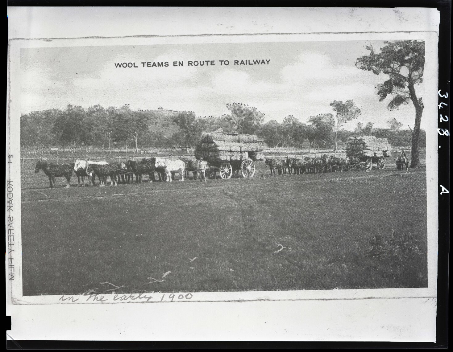 Wool teams en route to railway, early 1900s | Living Histories