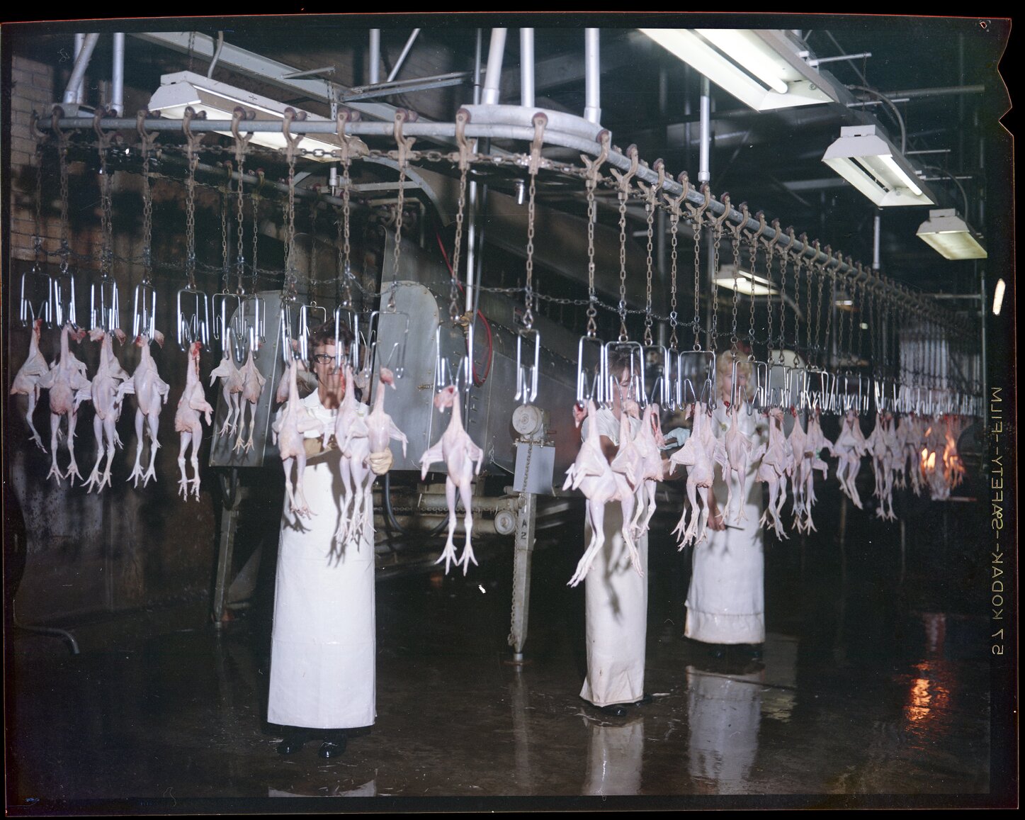 Steggles, factory floor with chickens on hooks, 1965 | Living Histories