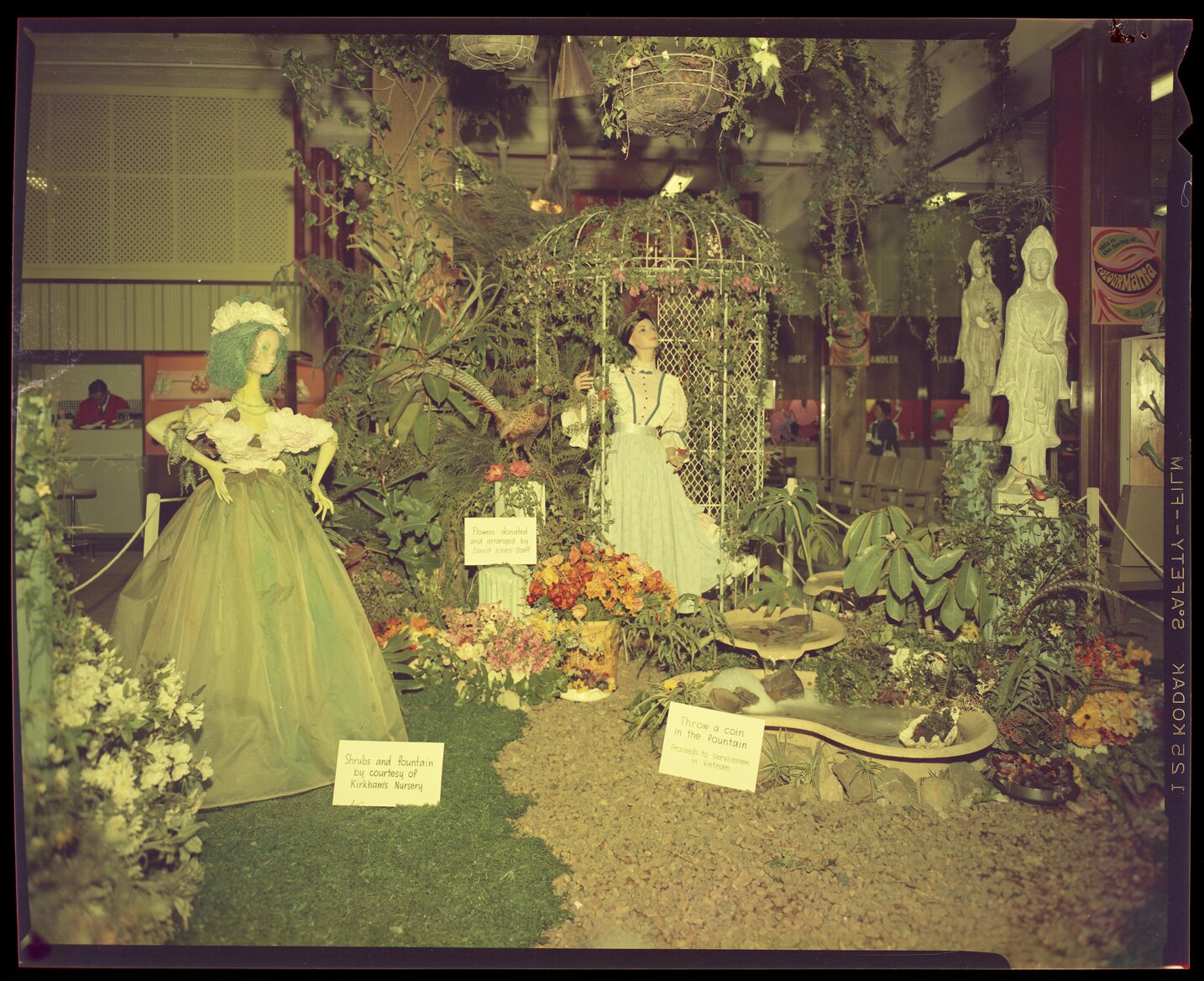 David Jones floral display, shrubs courtesy of Kirkham's Nursery ...